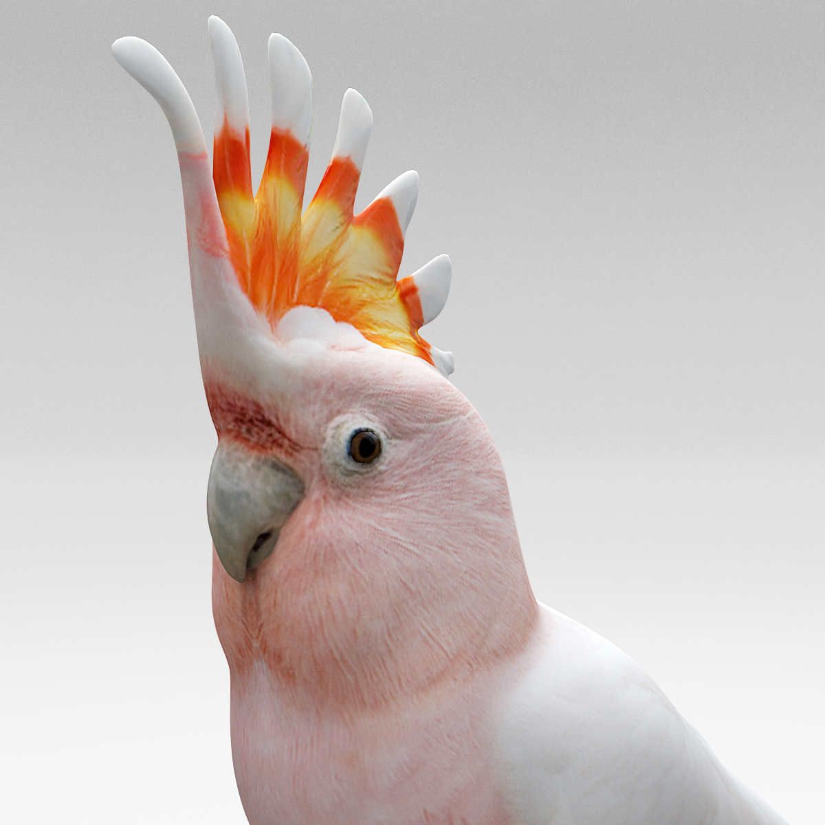 major mitchell cockatoo bird 3d 3ds