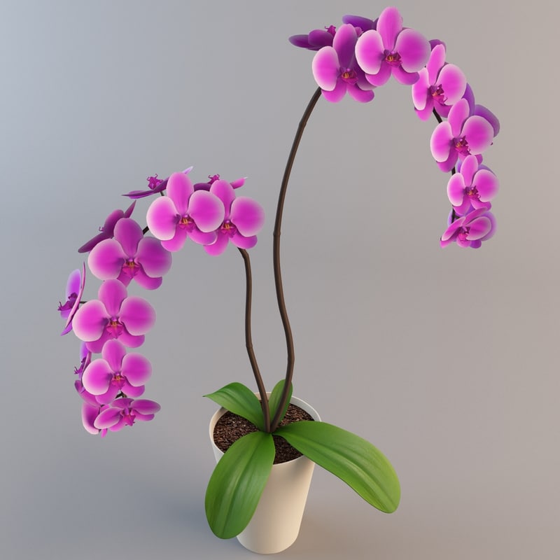 orchid flower 3d 3ds