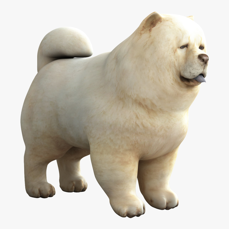 chow dog 3d max