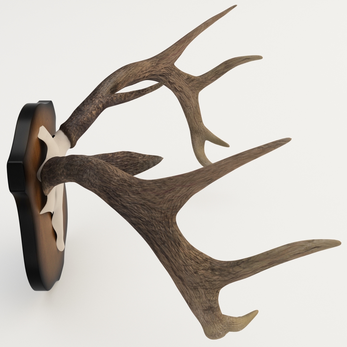 3d model mounted antlers