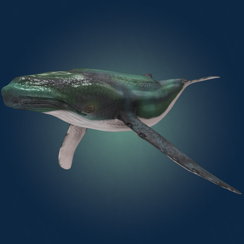 3d max whale animation