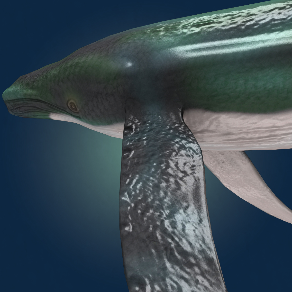 3d max whale animation