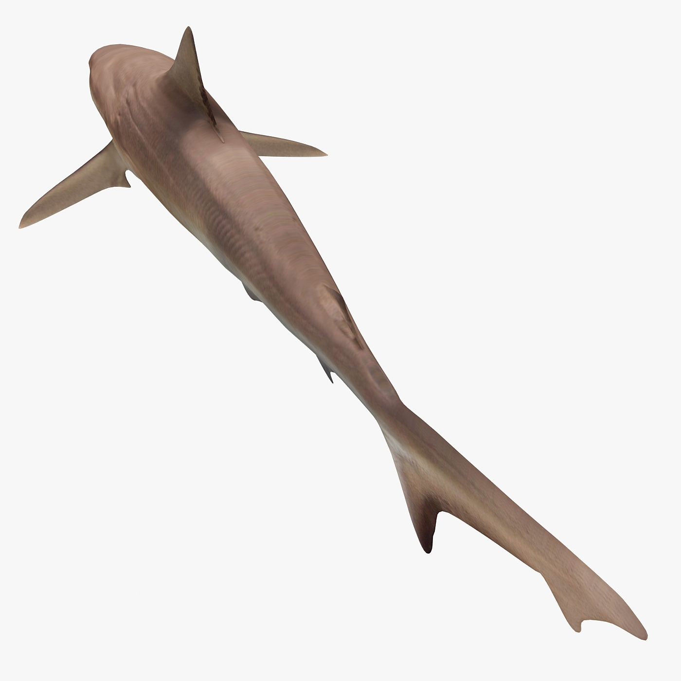 bronze whaler shark 3d model