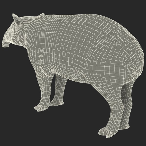 3d tapir animal modelled