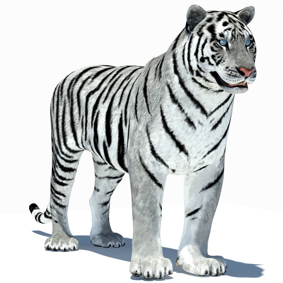 max tiger amur white animation
