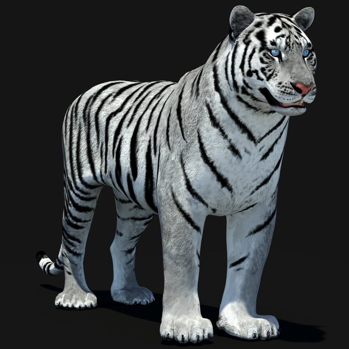 max tiger amur white animation