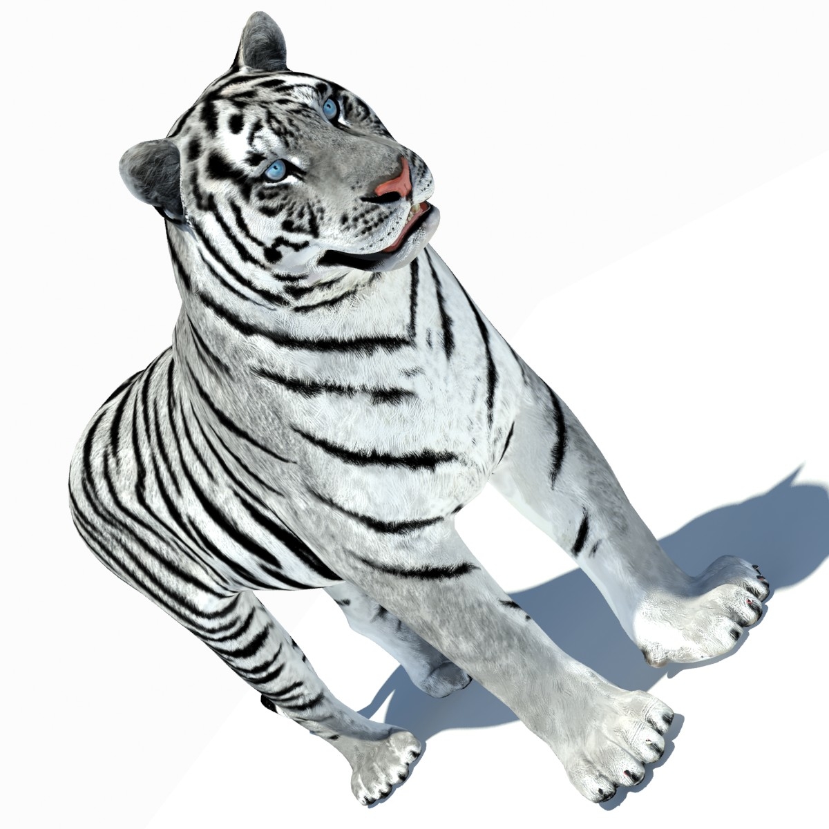 max tiger amur white animation