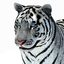max tiger amur white animation