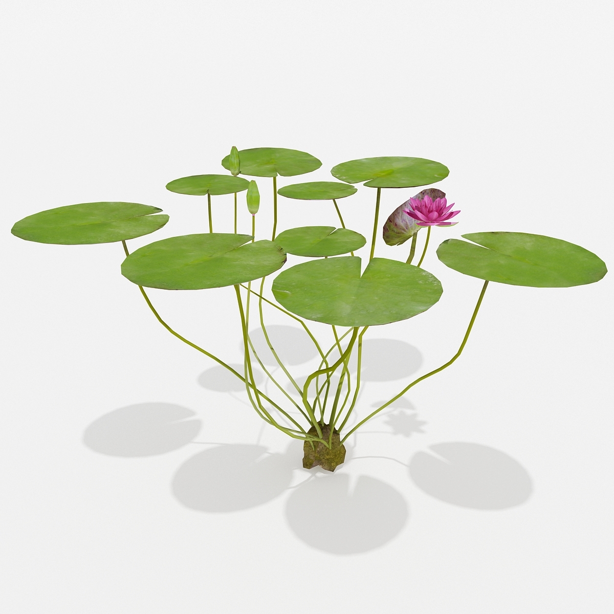 3d model water lily