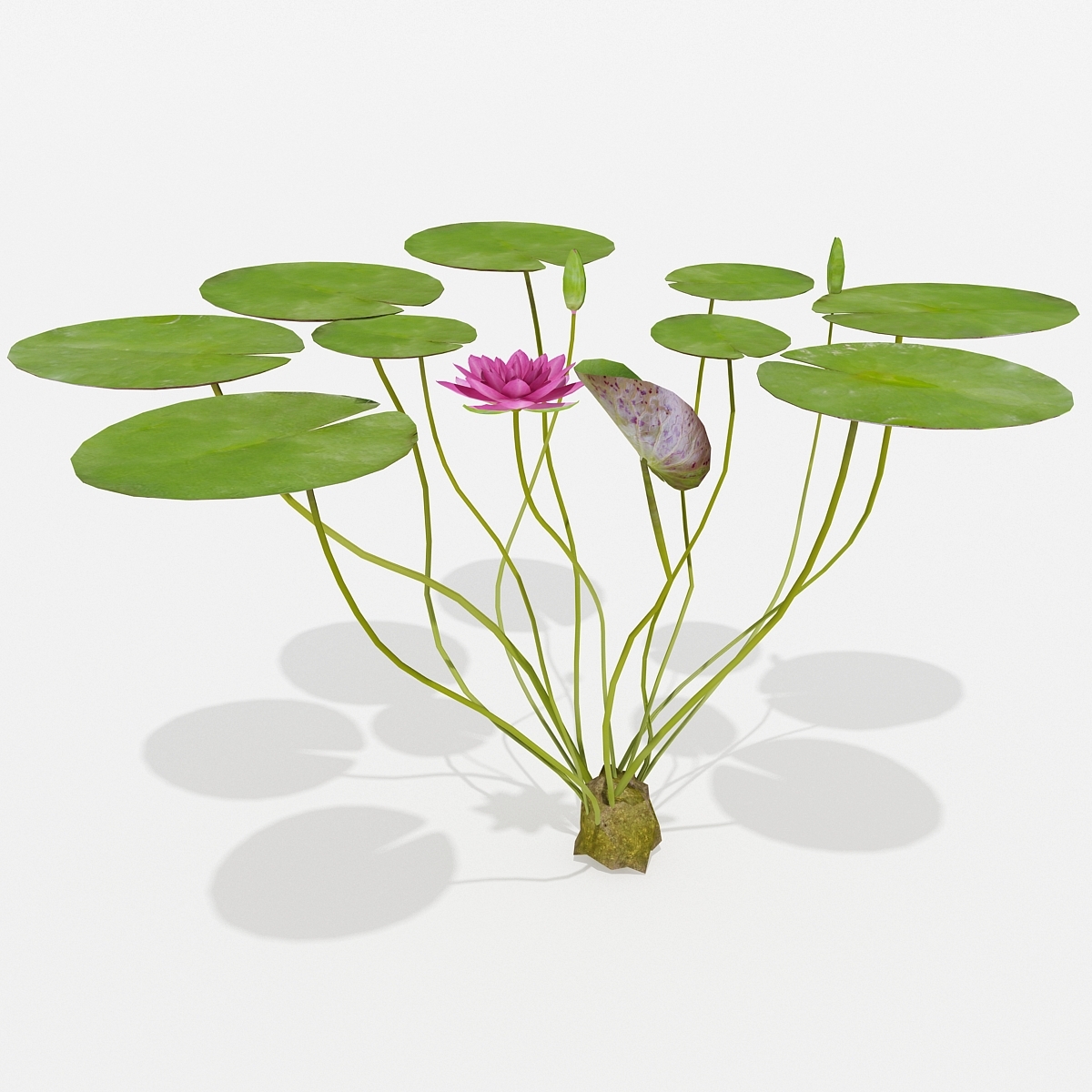 3d Model Water Lily