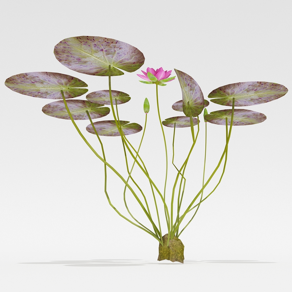 3d model water lily