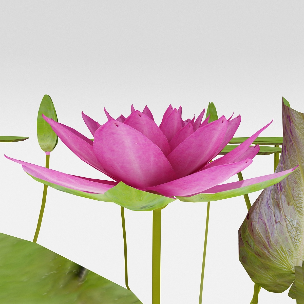 3d model water lily