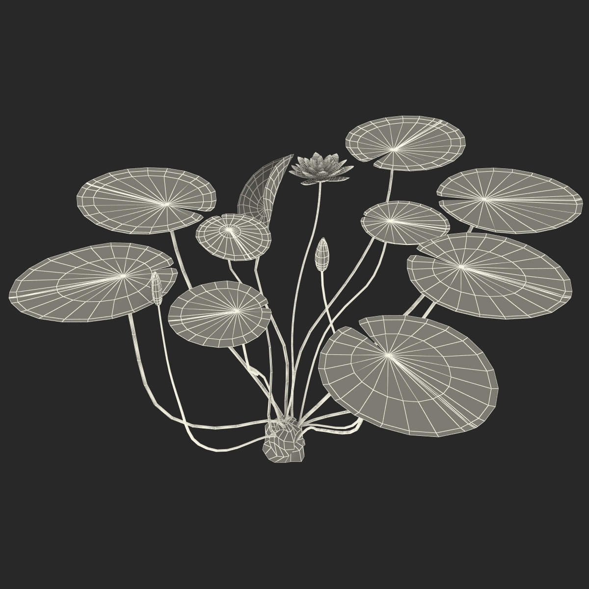 3d model water lily