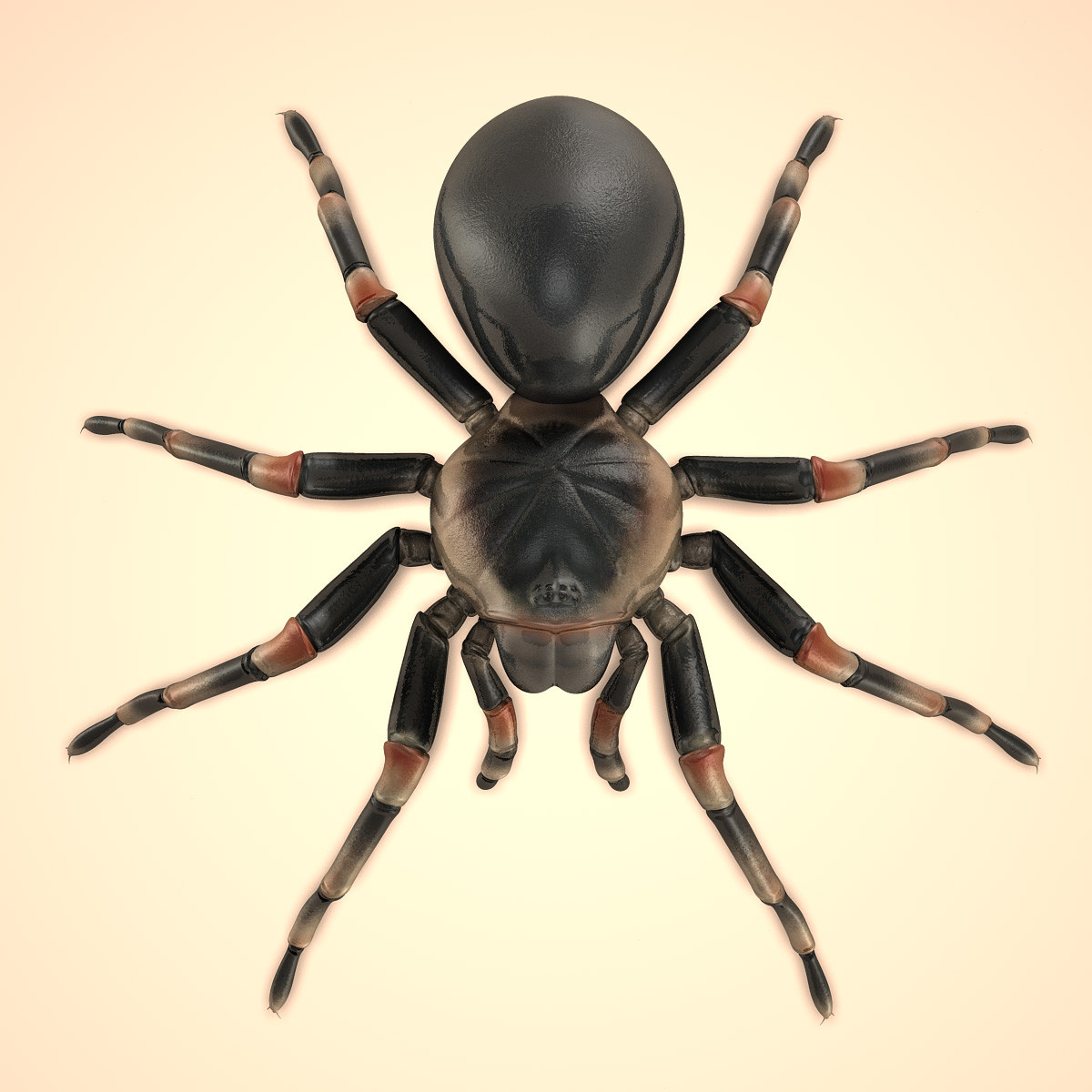 maya mexican tarantula fur