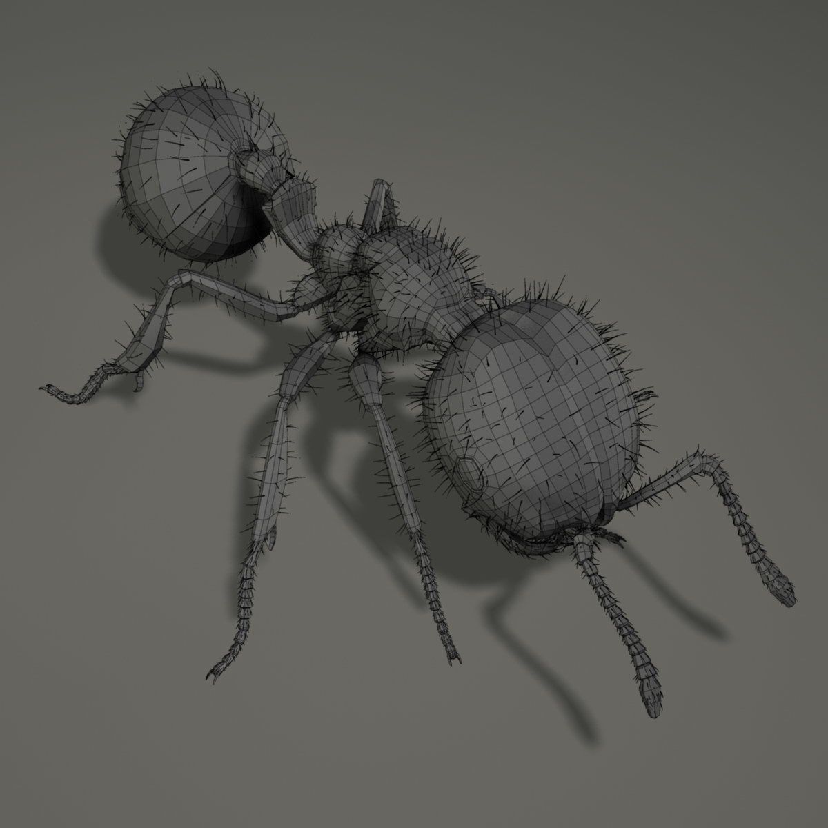 3d ant animation model