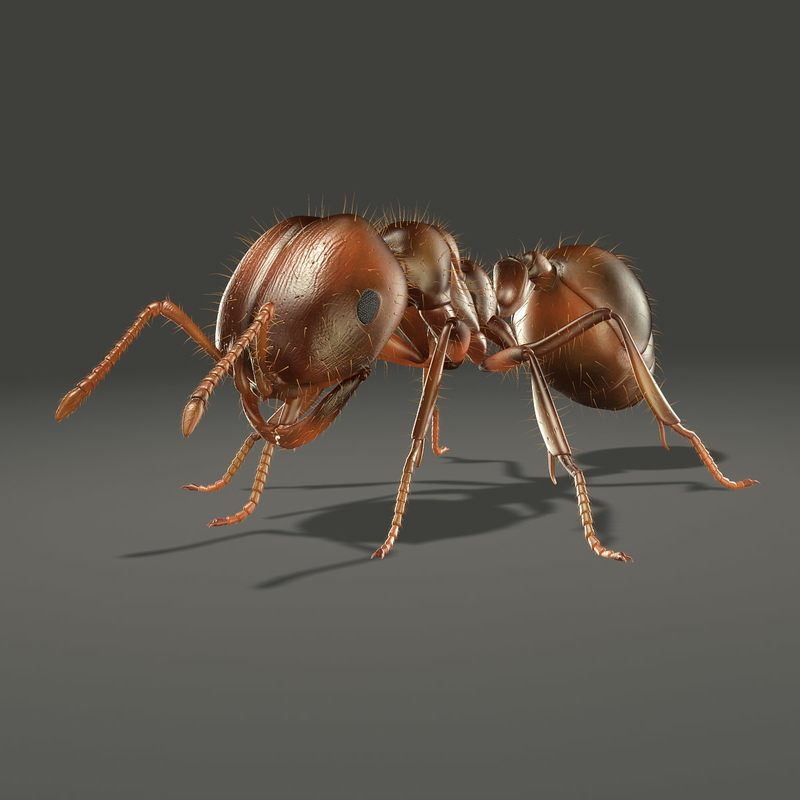 3d ant animation model