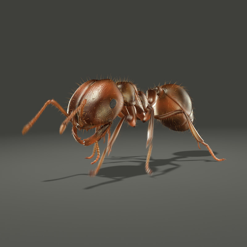 3d ant animation model