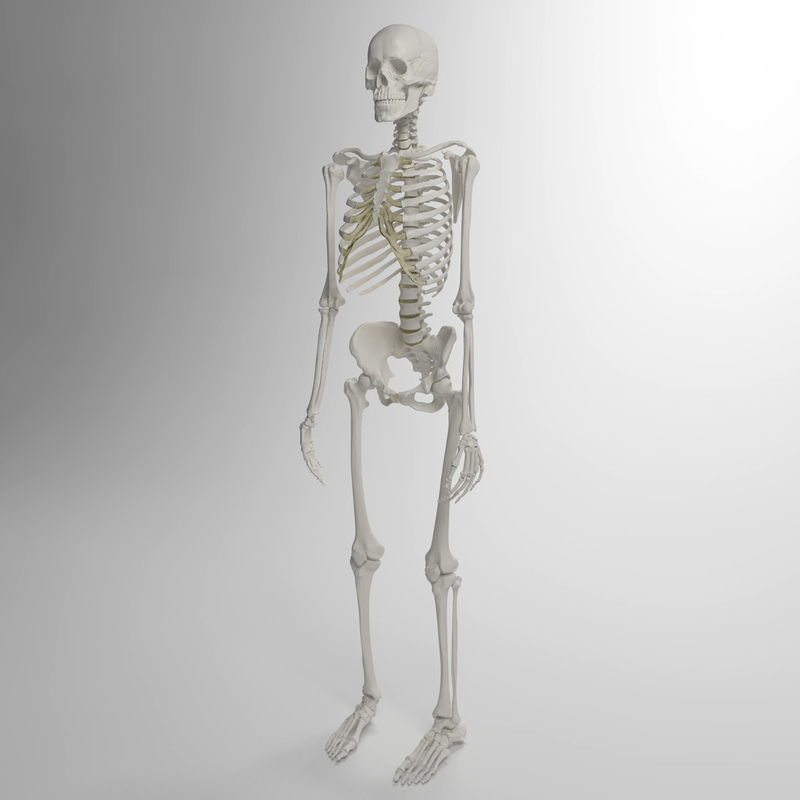 3d accurate human skeleton model
