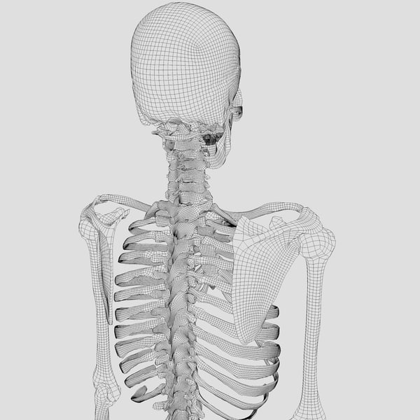 3d accurate human skeleton model