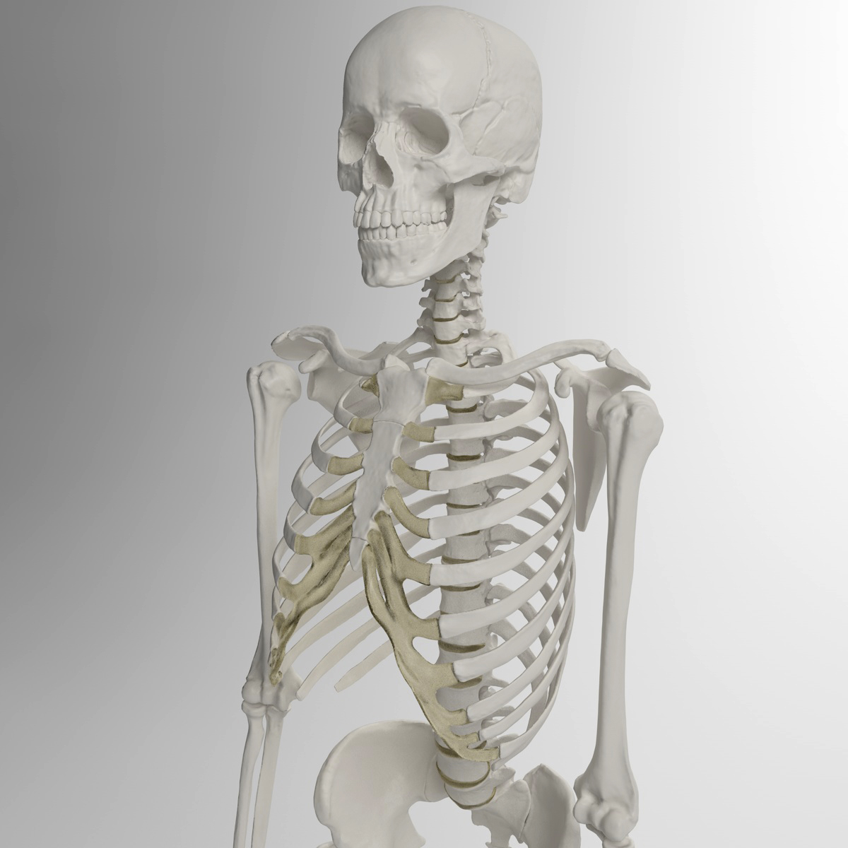 3d accurate human skeleton model