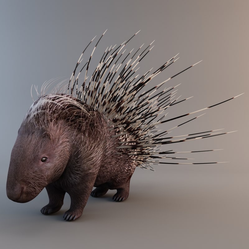indian crested porcupine max