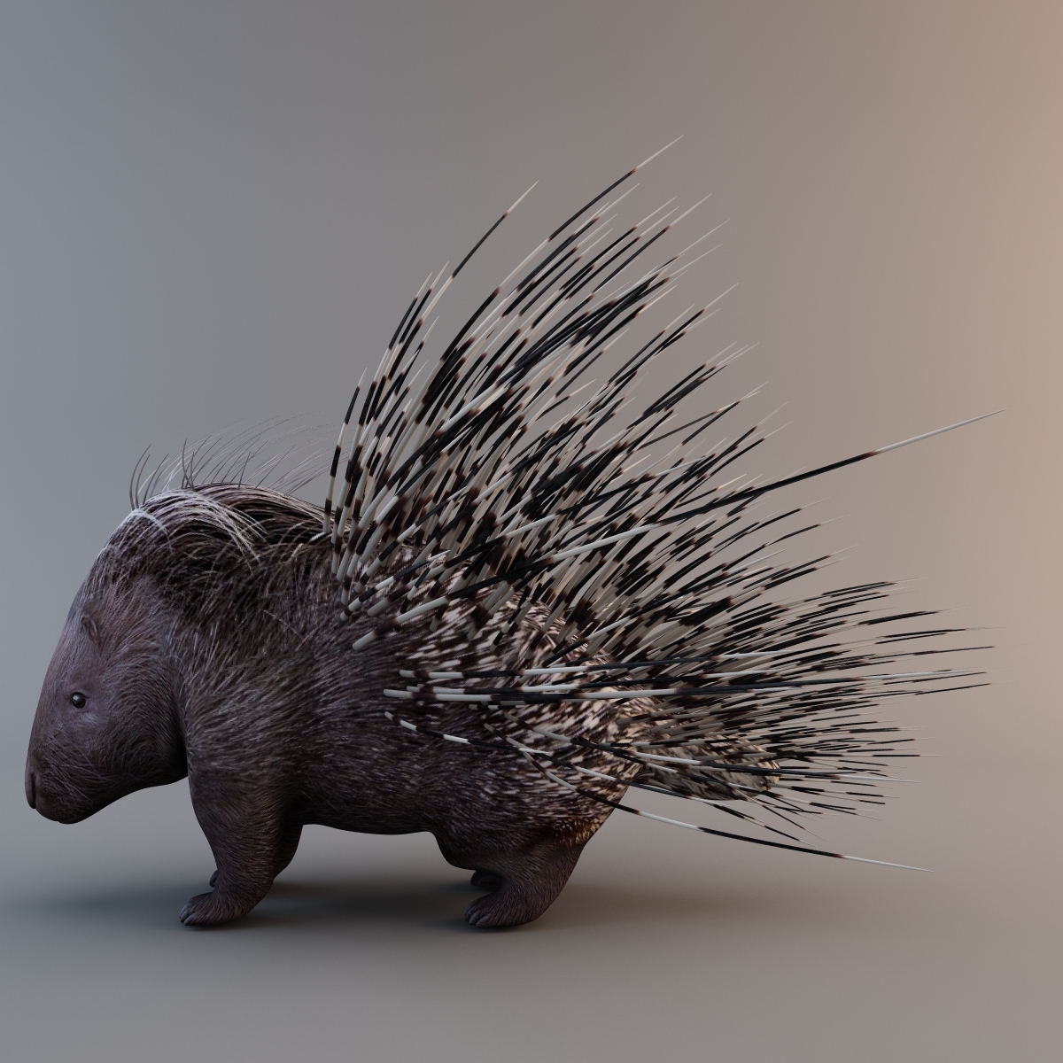 indian crested porcupine max
