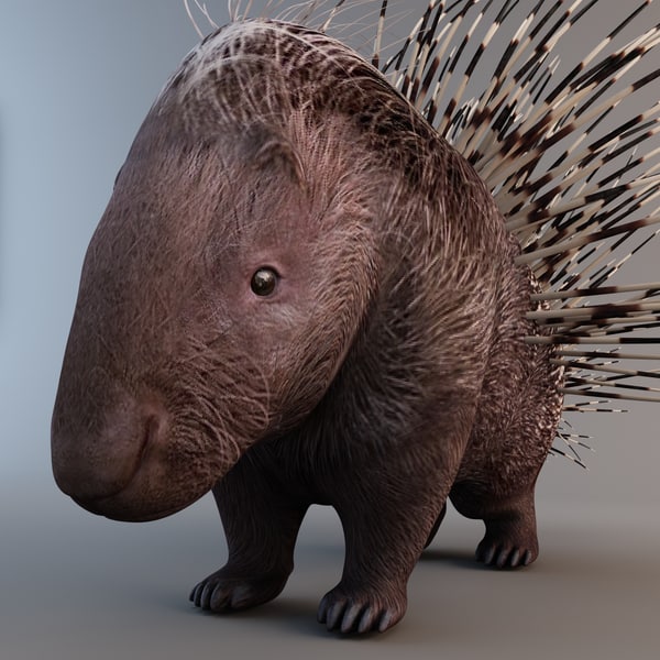indian crested porcupine max