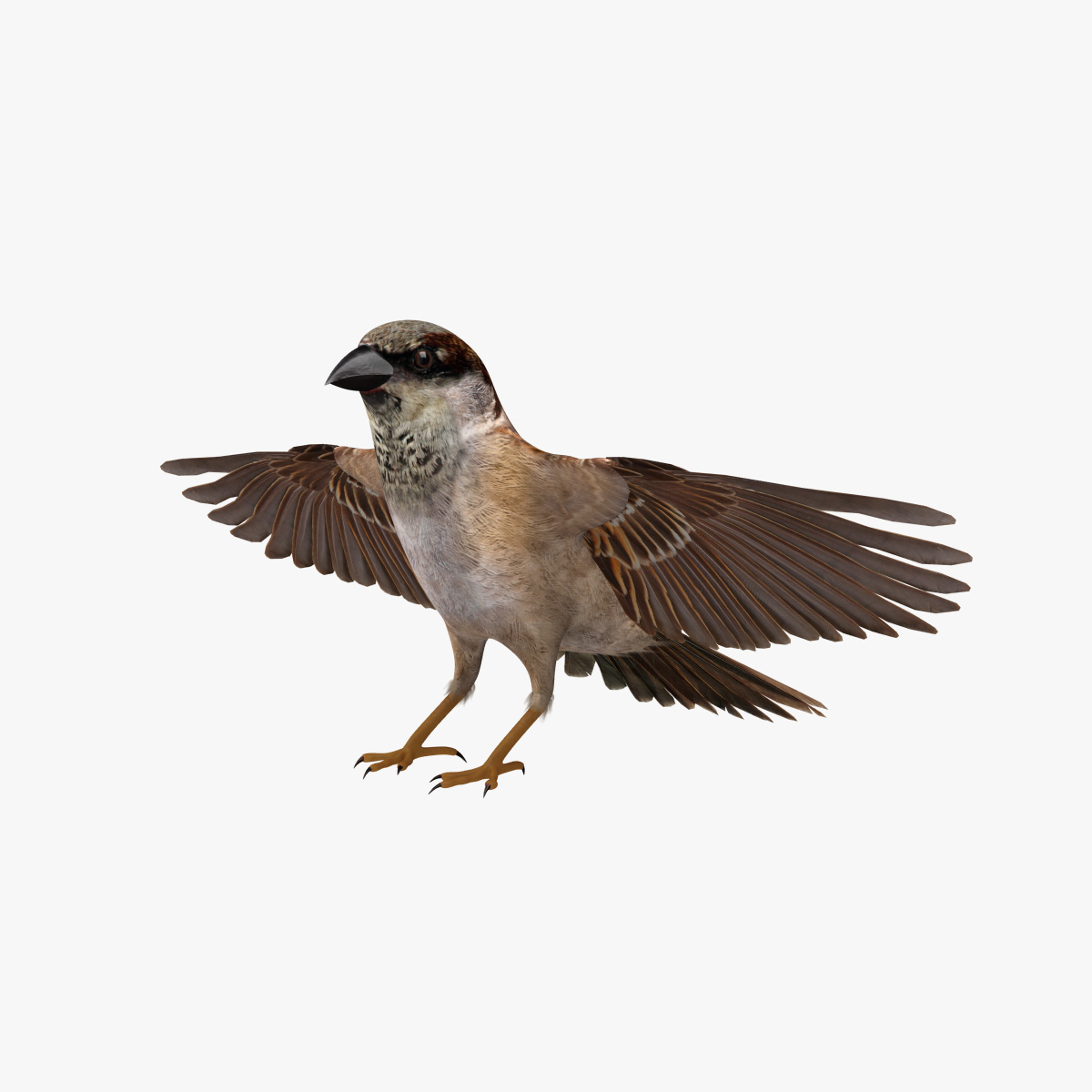 house sparrow passer domesticus 3d obj