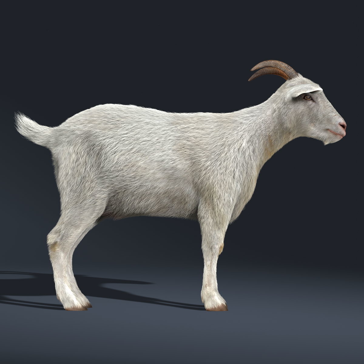 goat fur animation 3d model