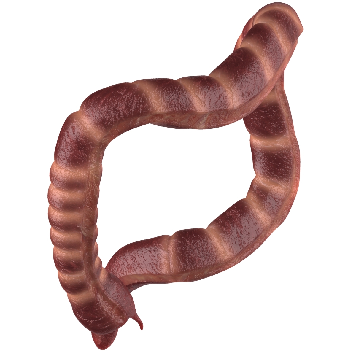 large intestine 3d model