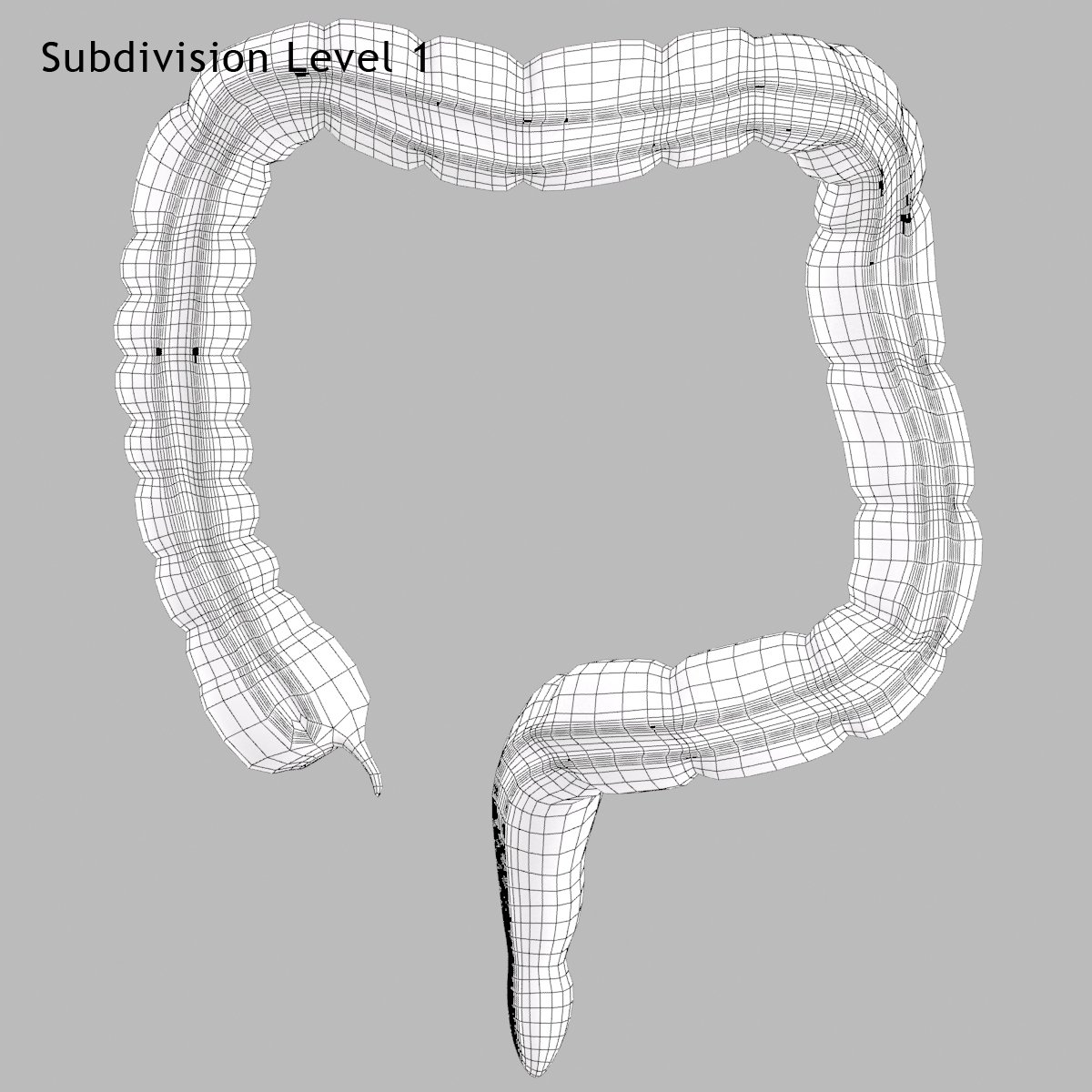 large intestine 3d model