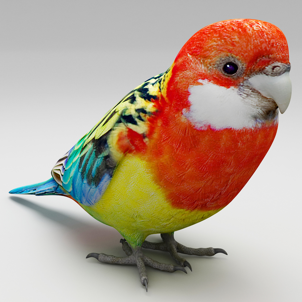 eastern rosella bird 3d model