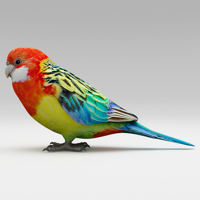 eastern rosella bird 3d model
