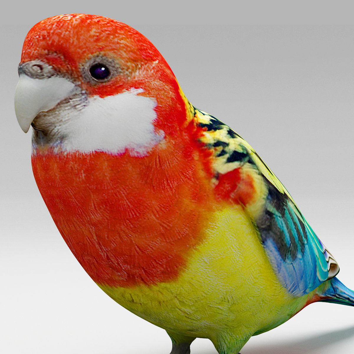 eastern rosella bird 3d model