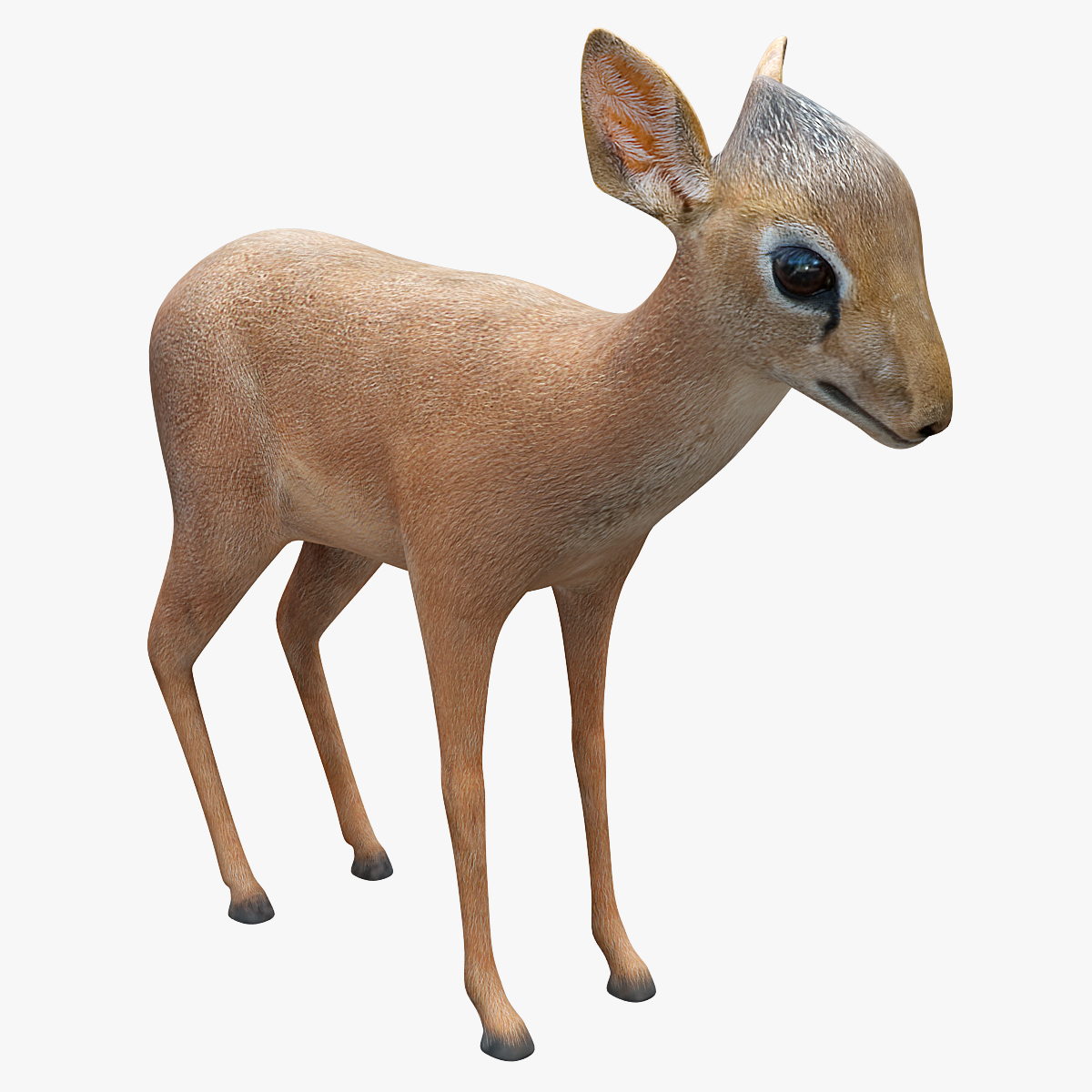 3d kirk s dik-dik model