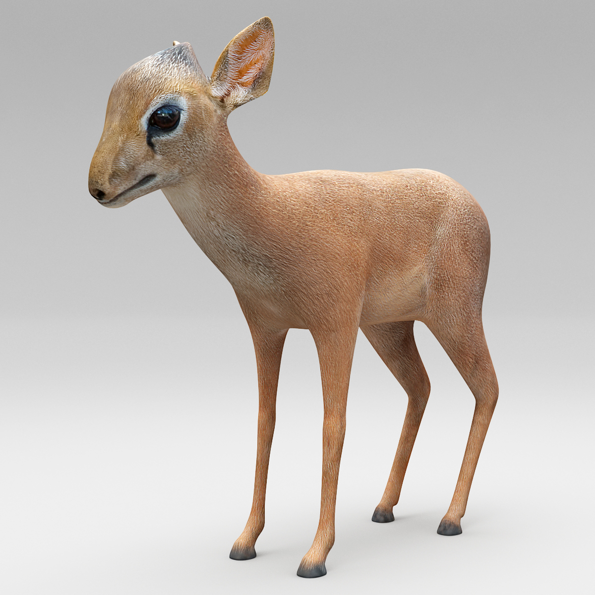 3d kirk s dik-dik model