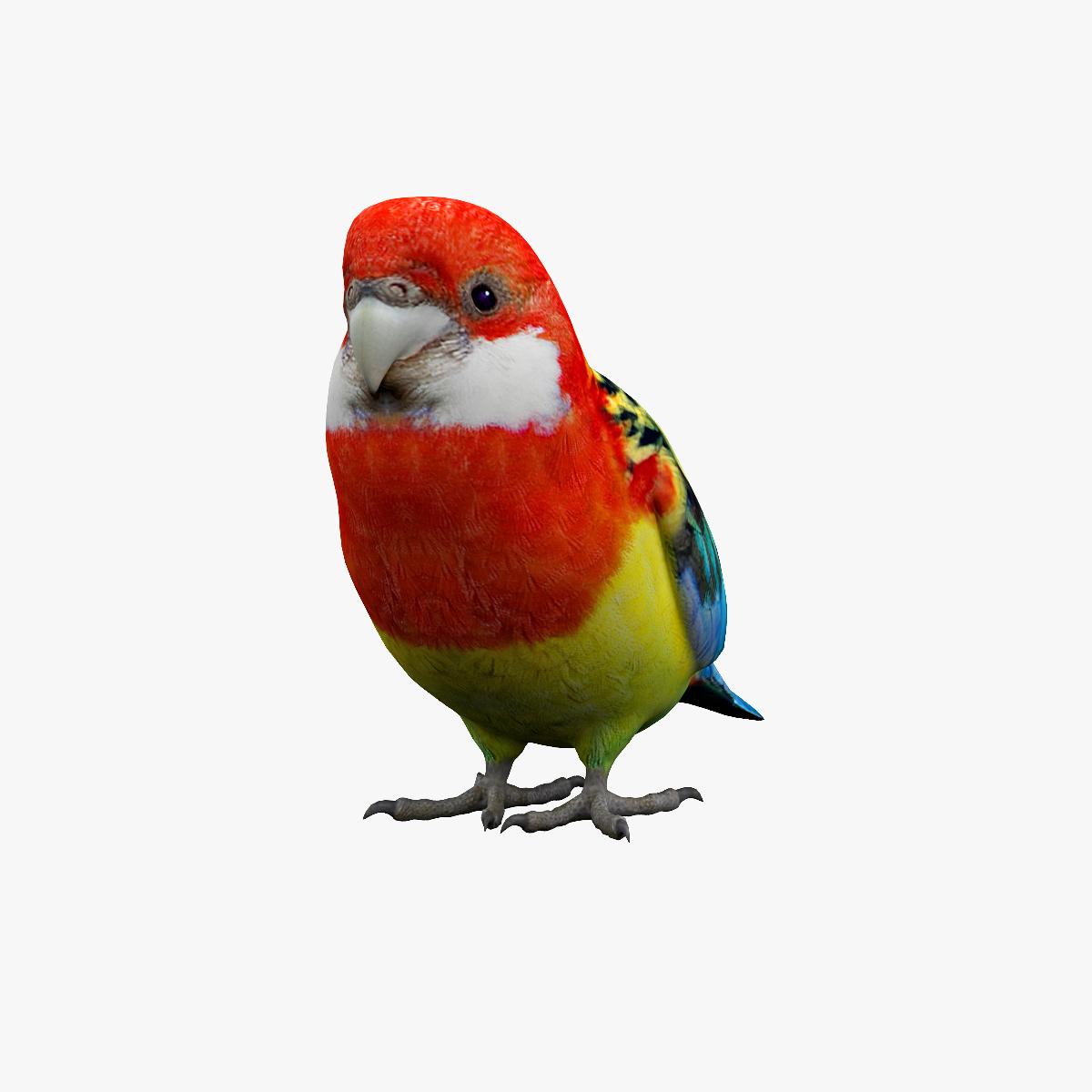 eastern rosella bird 3d model