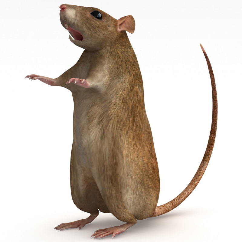 rat modelled 3d model