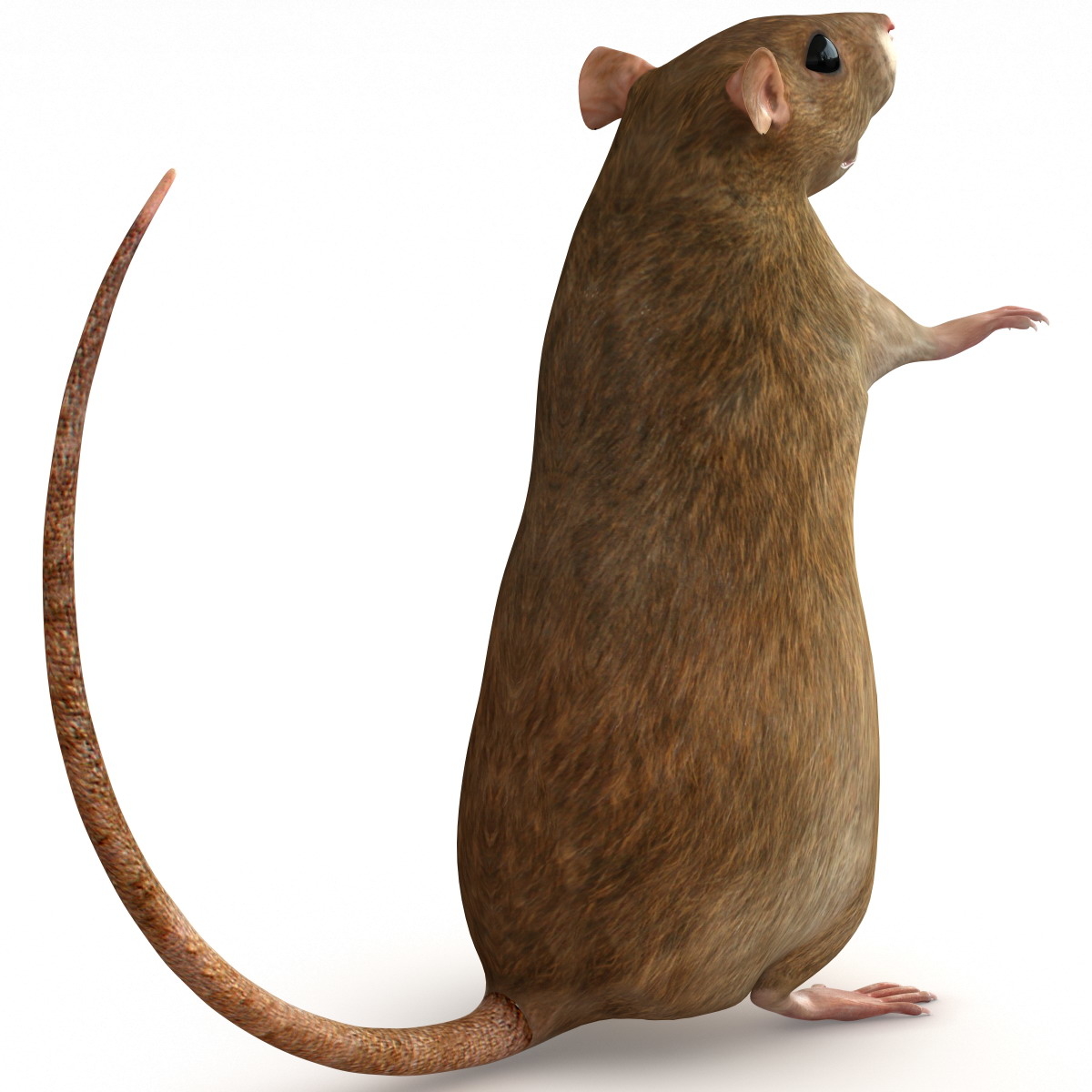 rat modelled 3d model