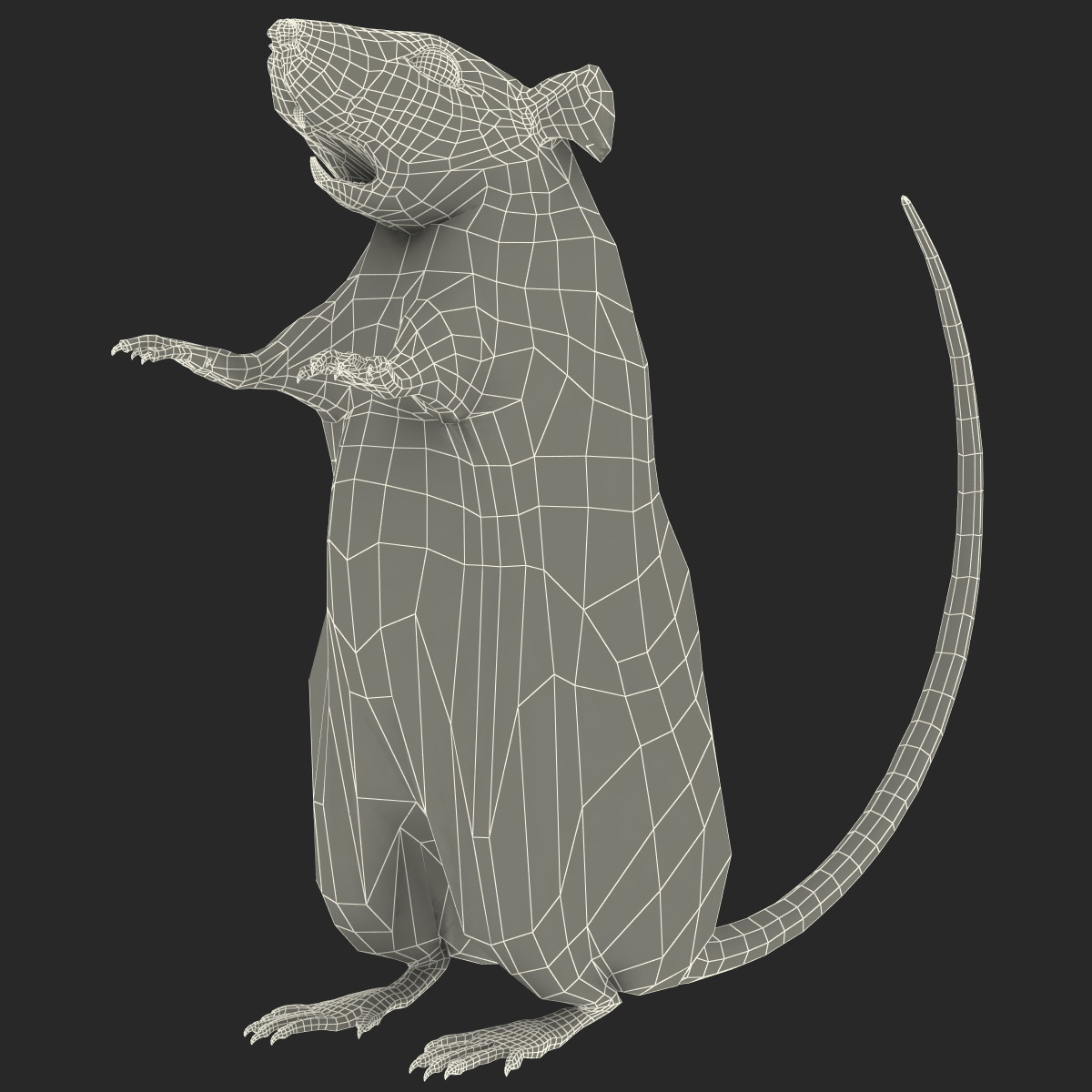 rat modelled 3d model