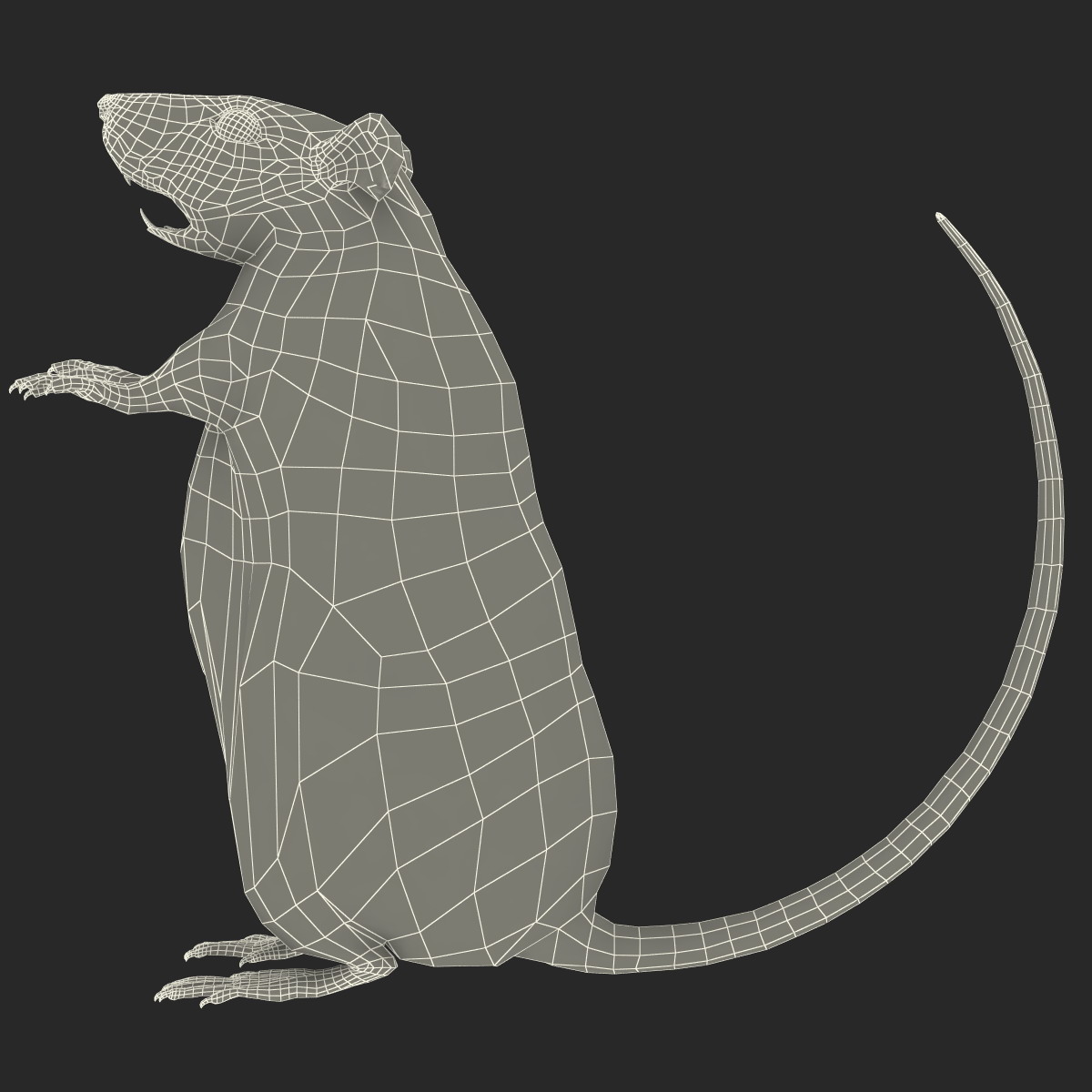 rat modelled 3d model
