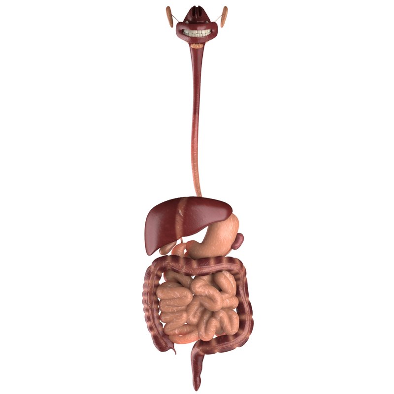 human digestive 3d model