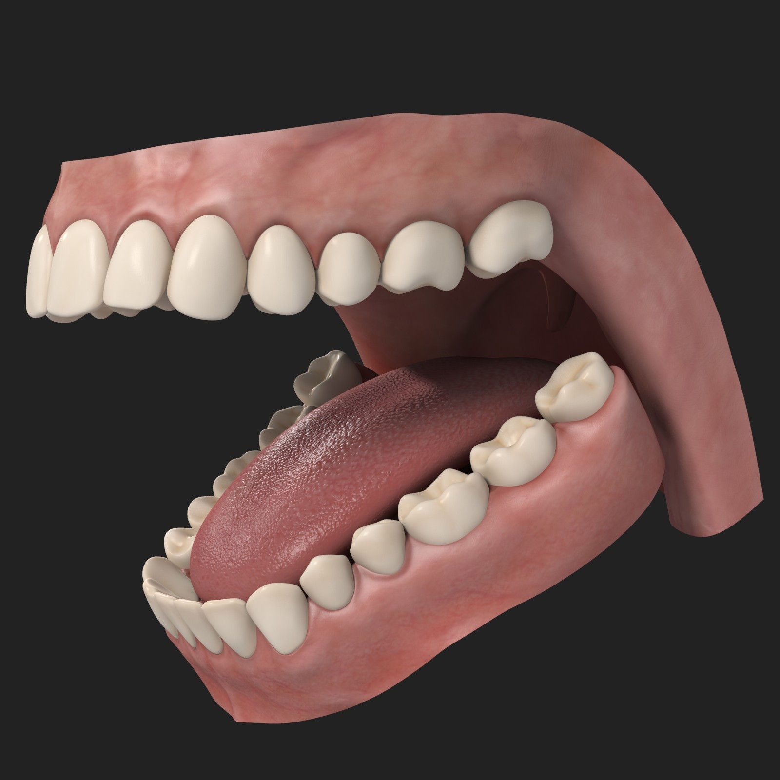 3d human teeth model