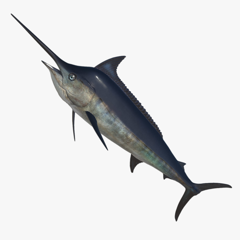 blue marlin obj