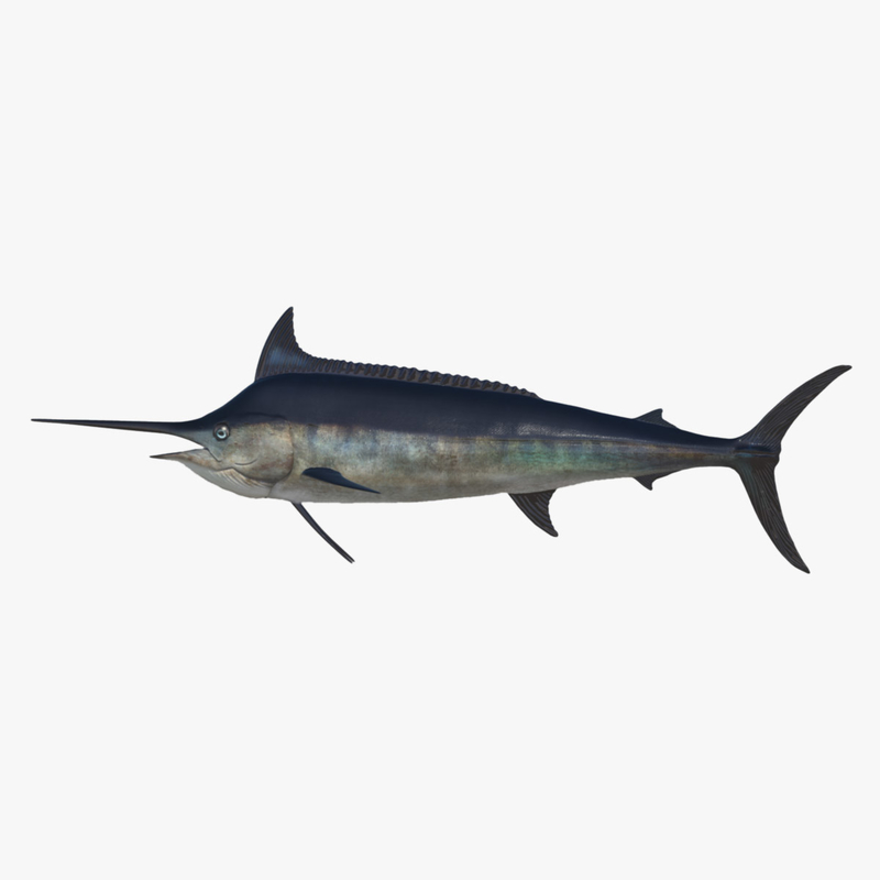 blue marlin obj