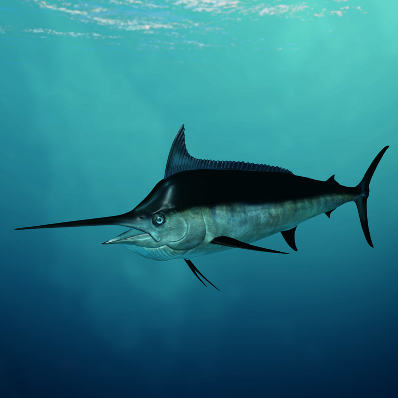 blue marlin obj