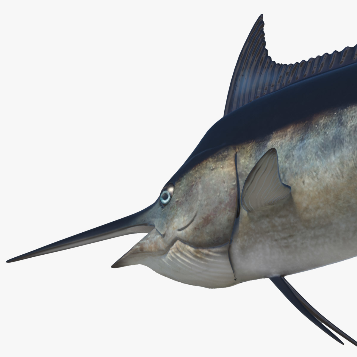 blue marlin obj