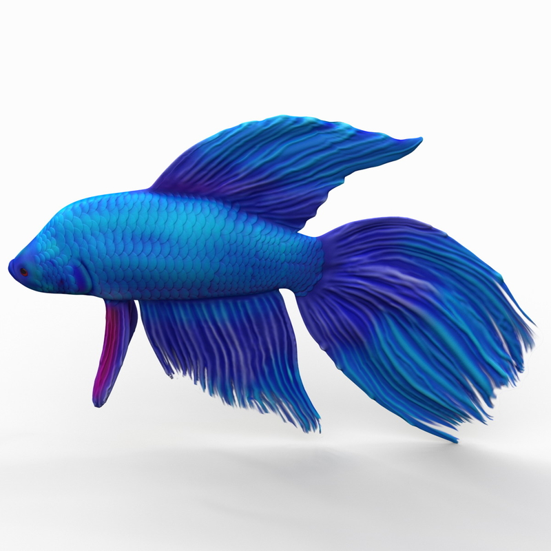 3ds max betta fish