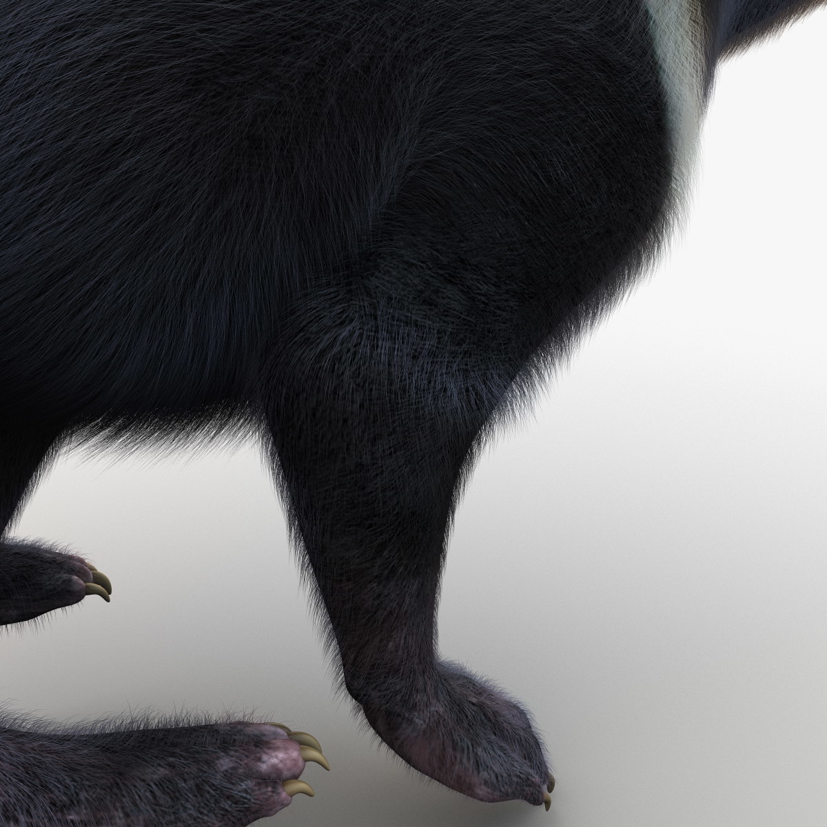 3d tasmanian devil fur pose model