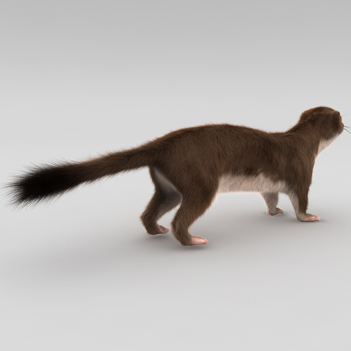 3d model weasel fur